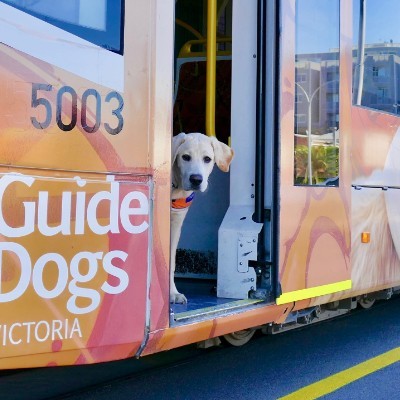 Guide Dogs - Department of Transport (Victoria)