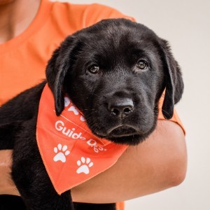 PAWGUST | Guide Dogs Australia