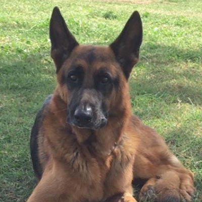 PAWGUST | Guide Dogs Australia