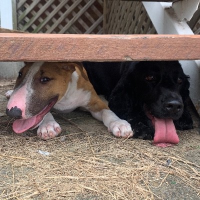 Guide Dogs - CockerBull