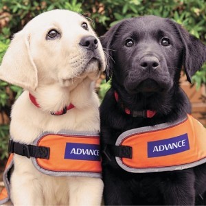 PAWGUST | Guide Dogs Australia and New Zealand