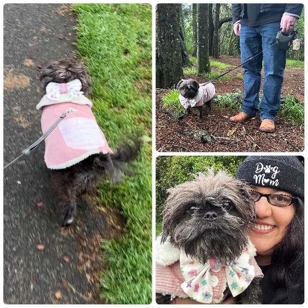 Guide Dogs - Furry Tales NZ